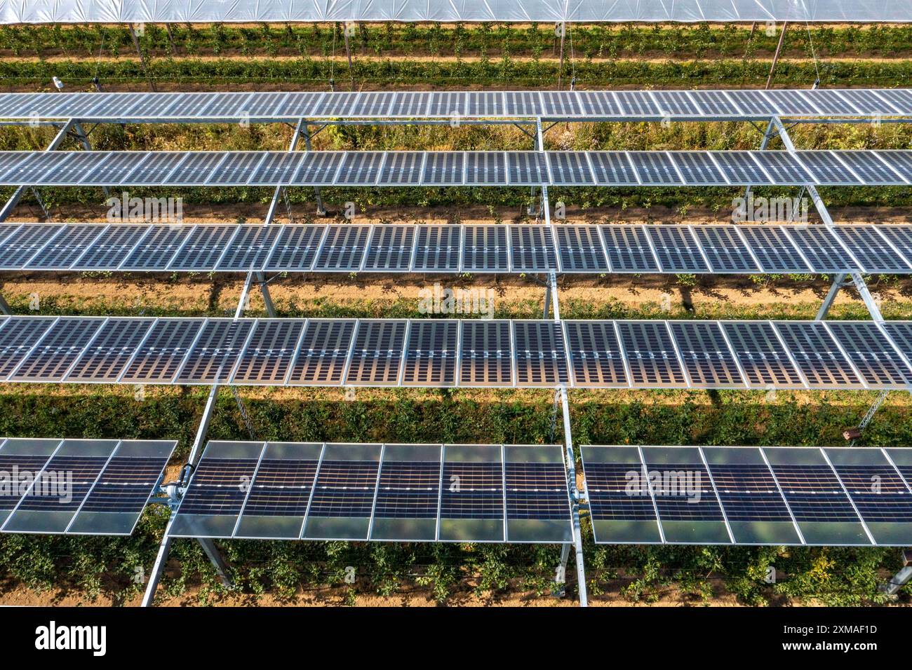 Agri-photovoltaic test plant, an apple orchard with two different ...