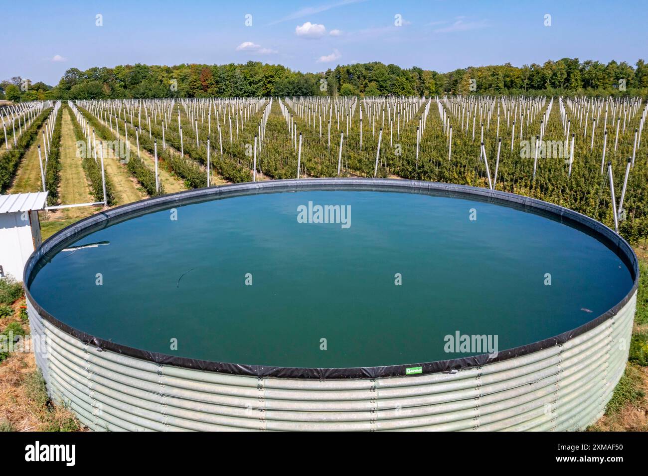 Fruit growing, berry crops, rainwater tank for plant irrigation ...