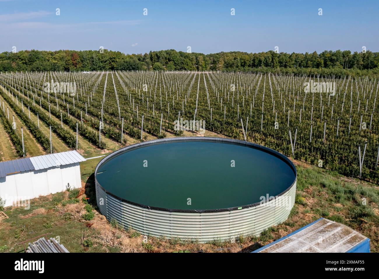 Fruit growing, berry crops, rainwater tank for plant irrigation ...