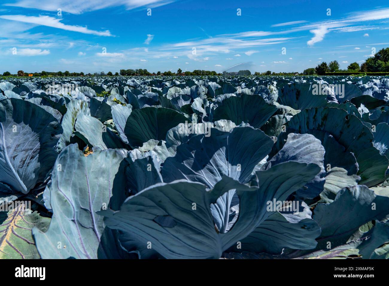 Vegetable cultivation, field with red cabbage, red cabbage, near ...