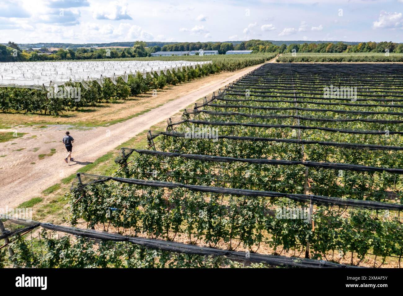 Fruit growing, berry crops, protective nets against birds, hail, heavy ...