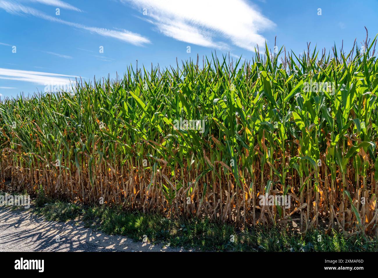 Field forage hi-res stock photography and images - Alamy