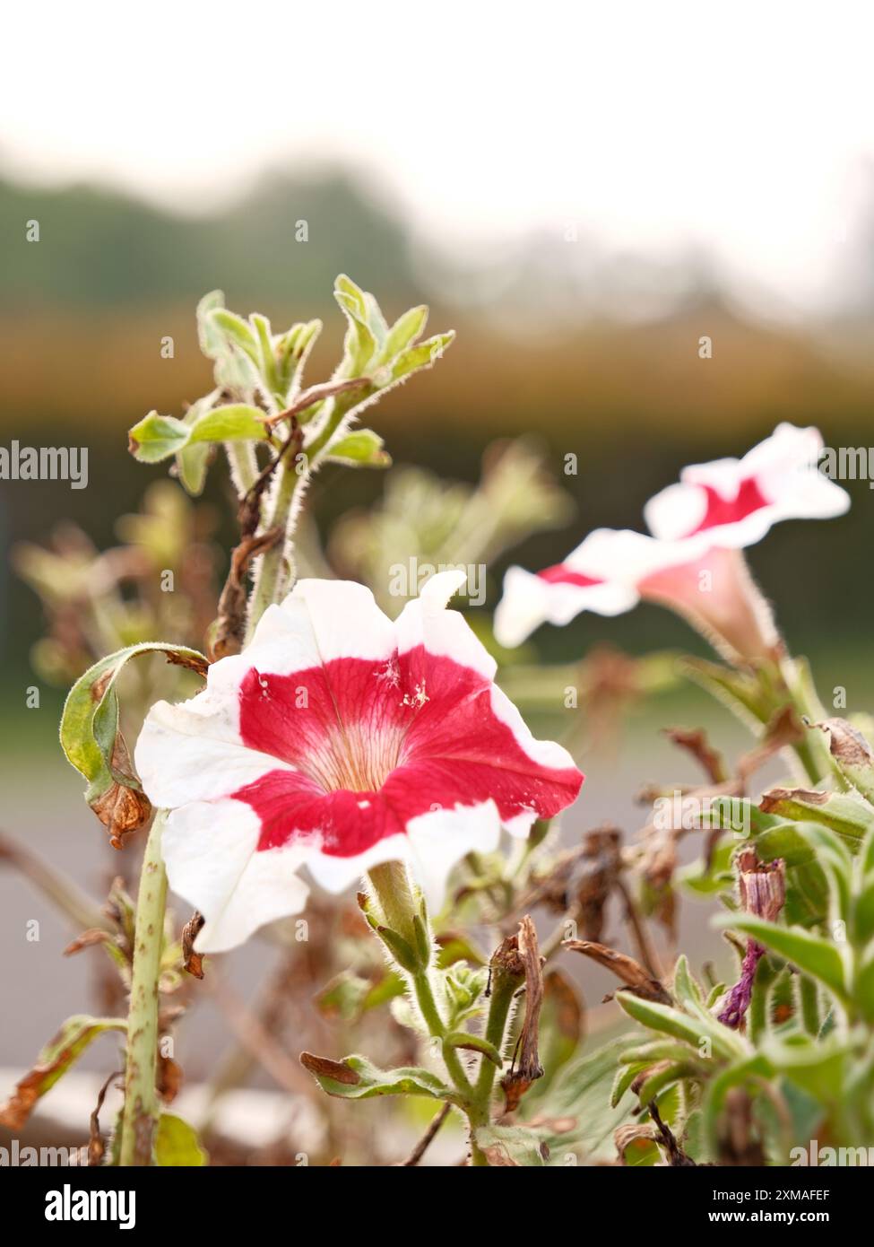 Mirabilis jalapa red and white and pink hi-res stock photography and ...
