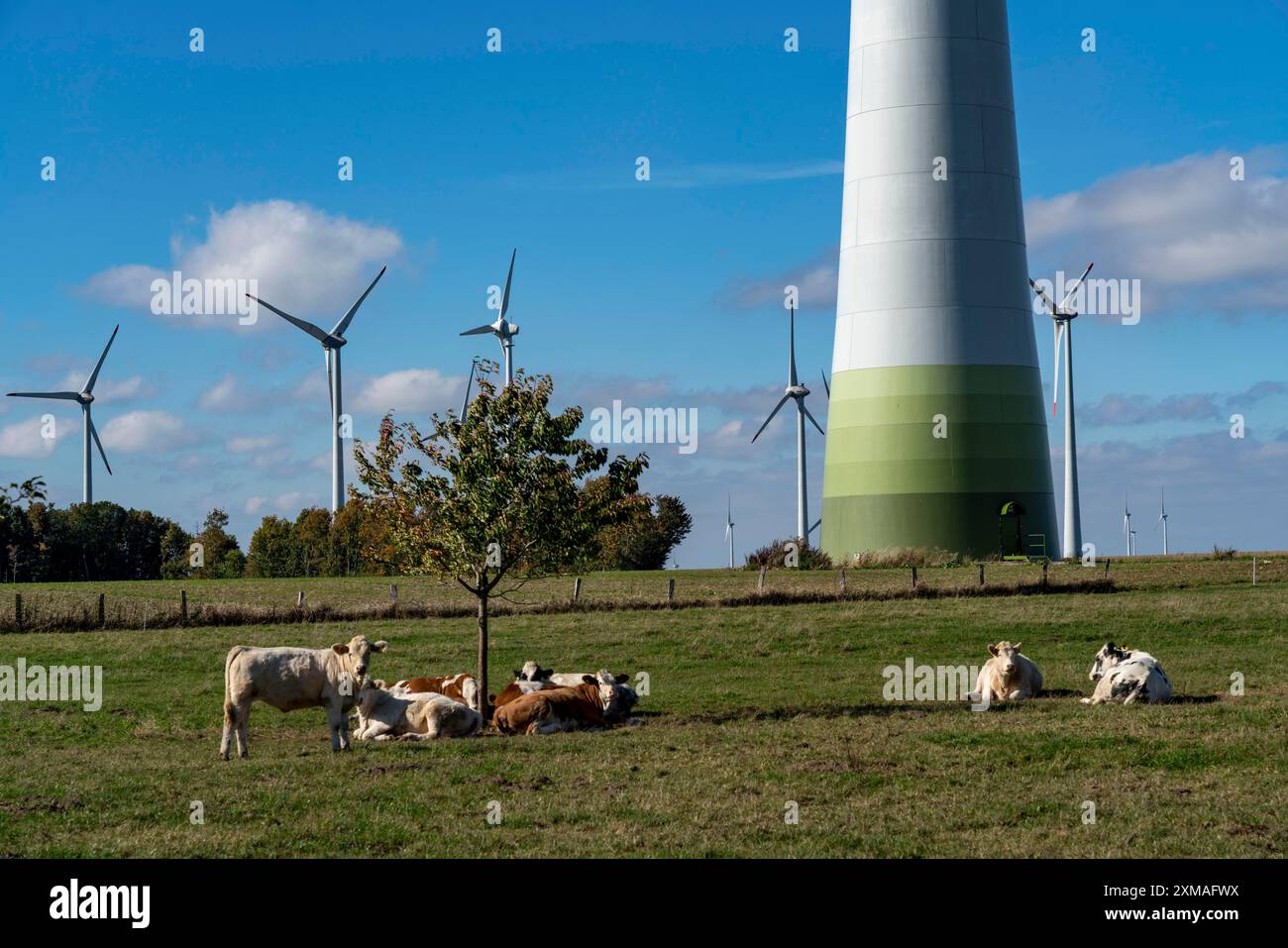 Wind farm near Lichtenau, wind turbines, cattle pasture, cattle, North ...