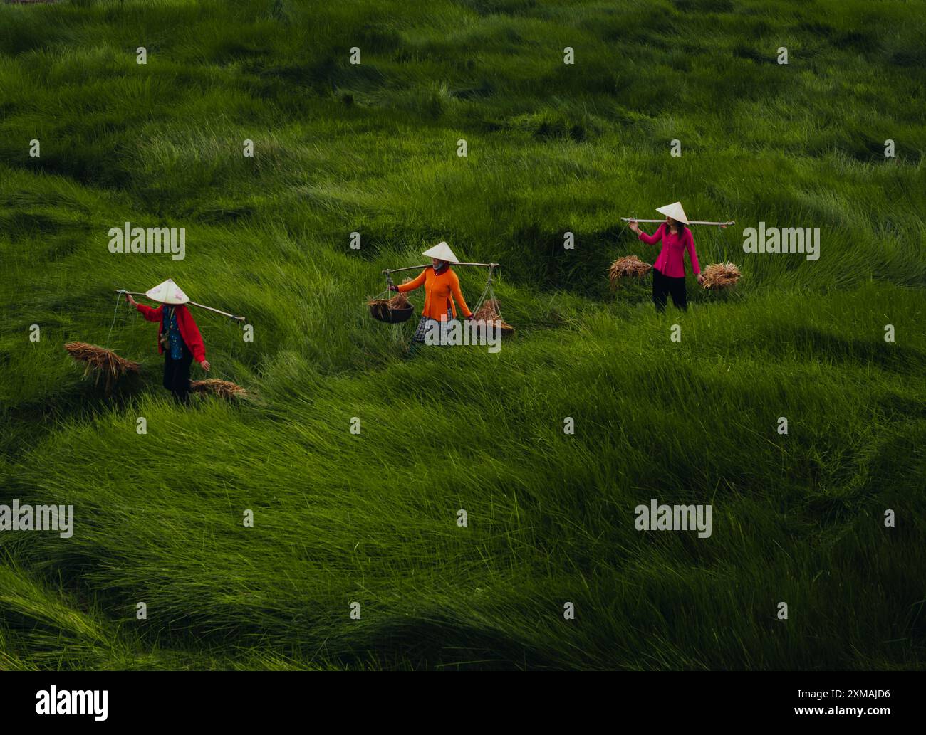 View of a farmer family harvests the grass, which is a raw material for ...