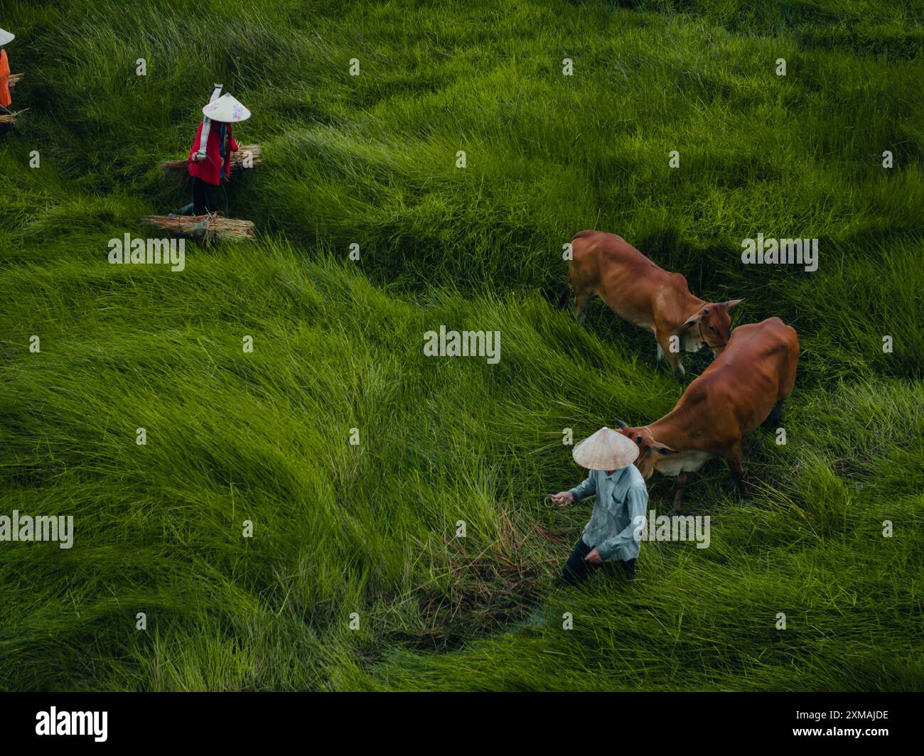 View of a farmer family harvests the grass, which is a raw material for ...