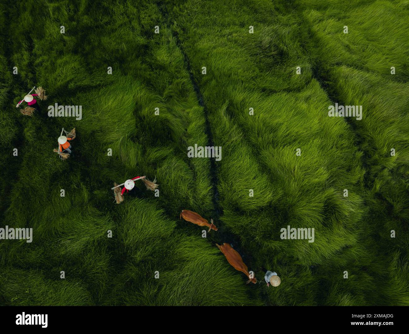 View of a farmer family harvests the grass, which is a raw material for ...