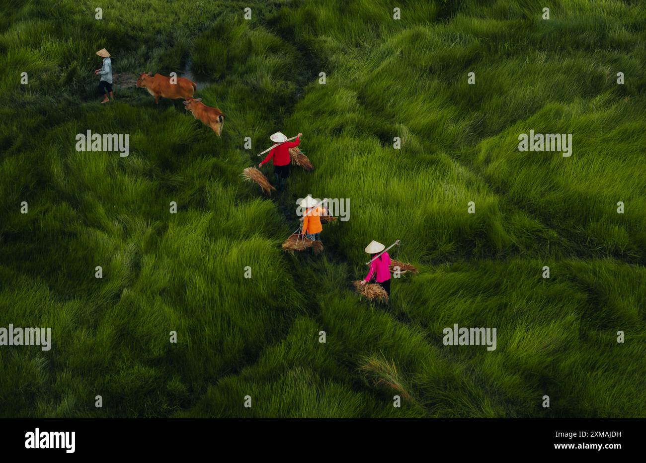 View of a farmer family harvests the grass, which is a raw material for ...