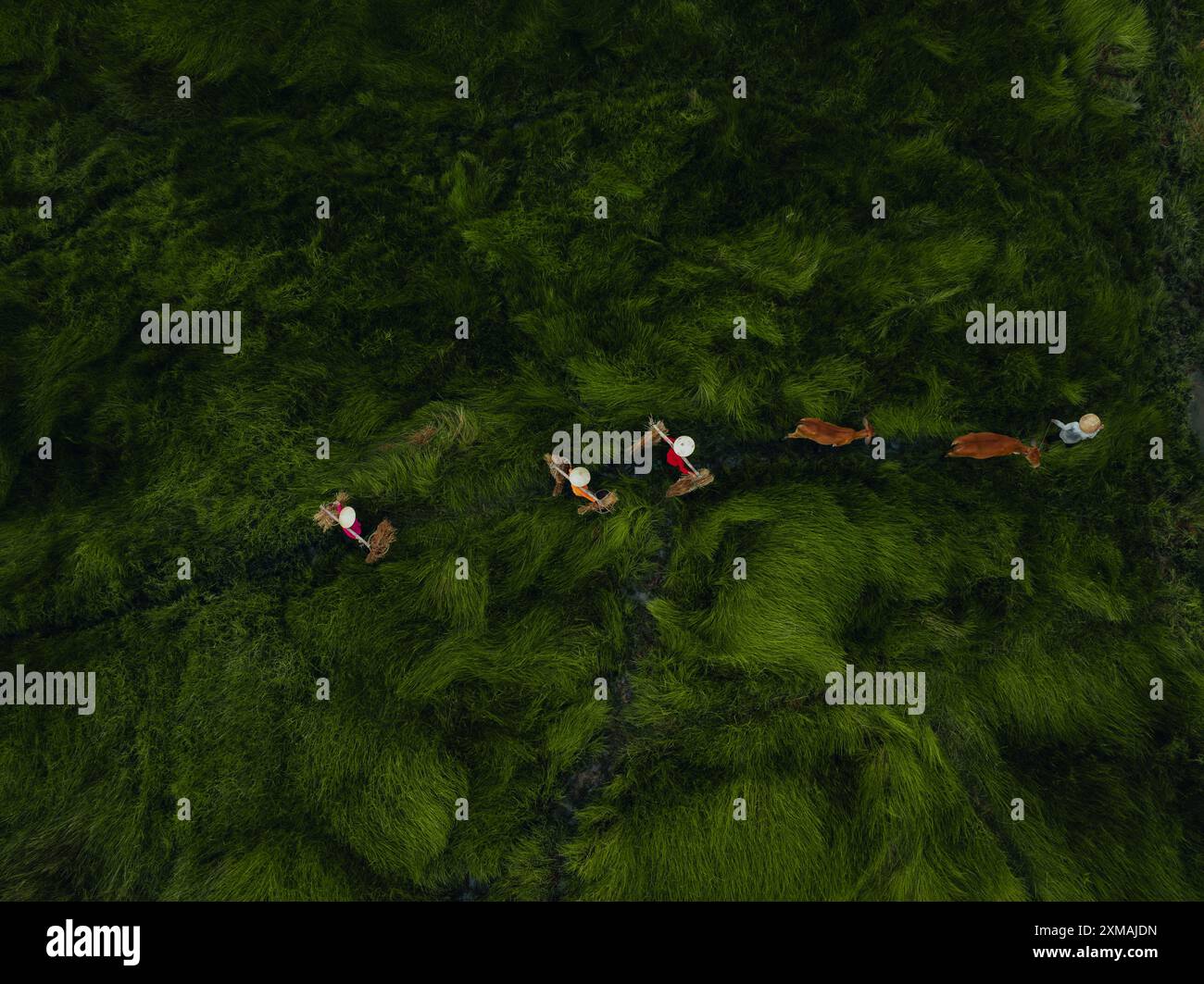 View of a farmer family harvests the grass, which is a raw material for ...