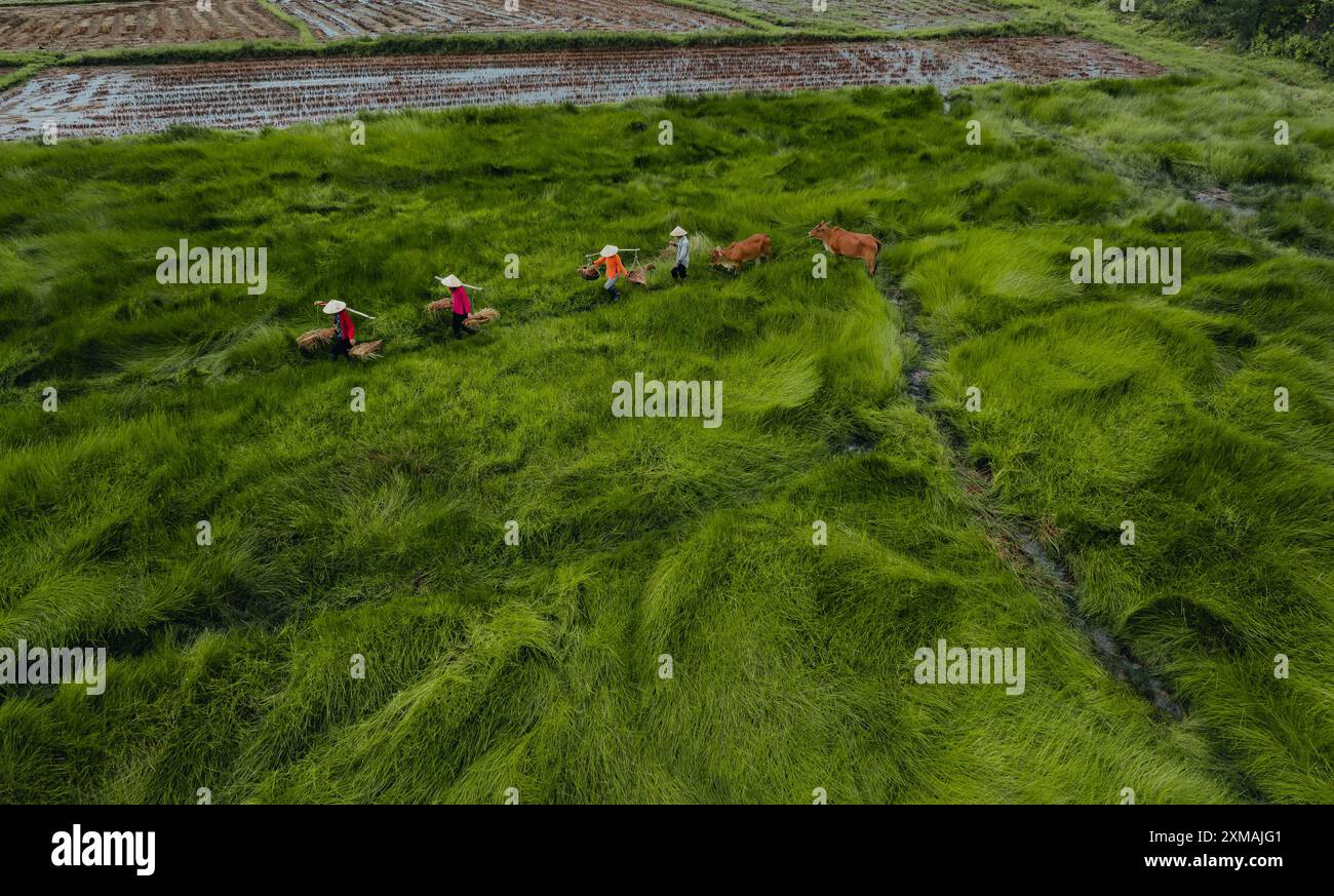 View of a farmer family harvests the grass, which is a raw material for ...