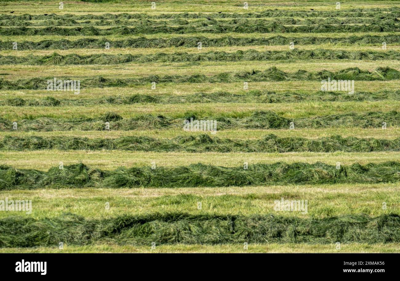 Hay harvest, in a meadow near Duisburg-Baerl, a tractor with a ...