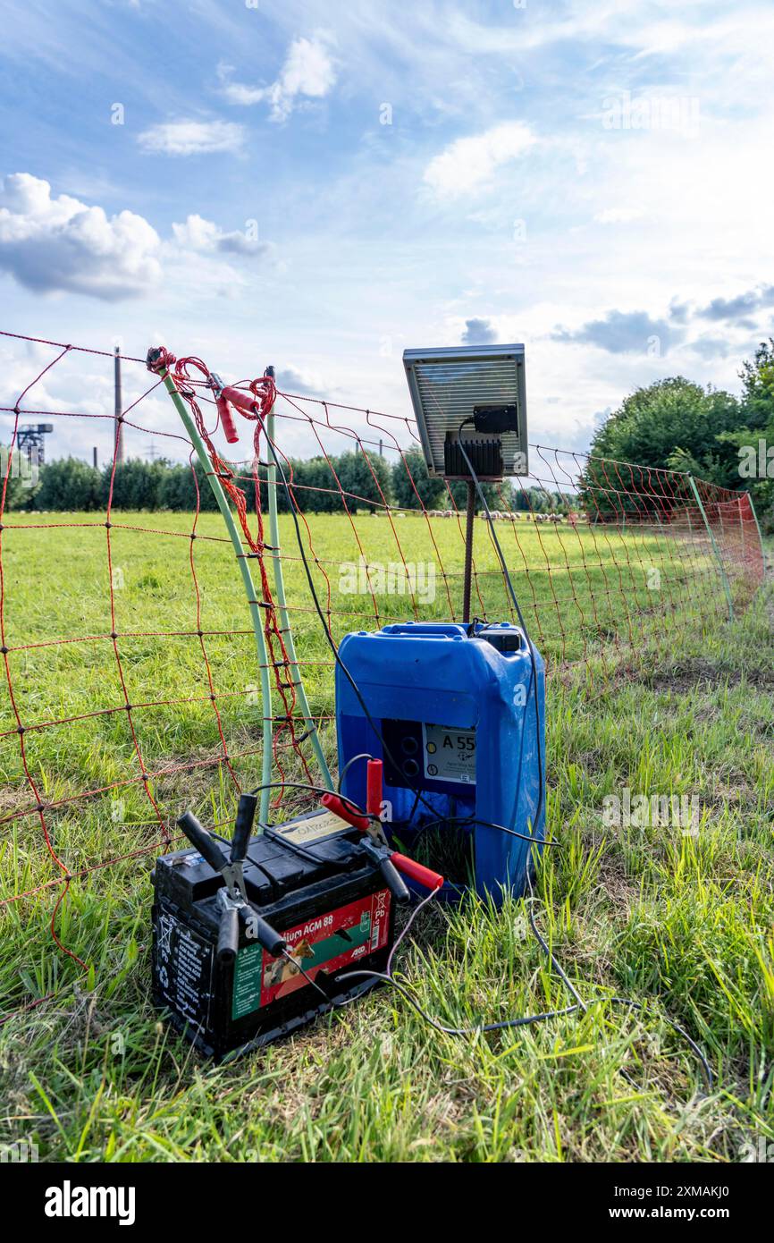 Electric pasture fence, designed to prevent molluscs, here sheep, from ...
