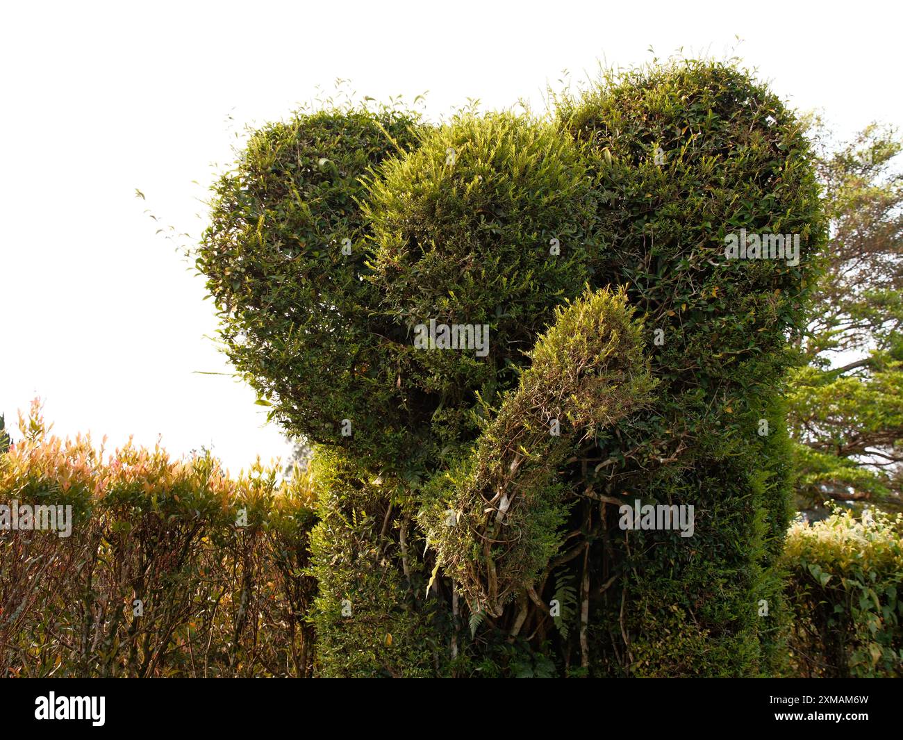 A bush has been shaped into the form of an elephant. The bush is green ...