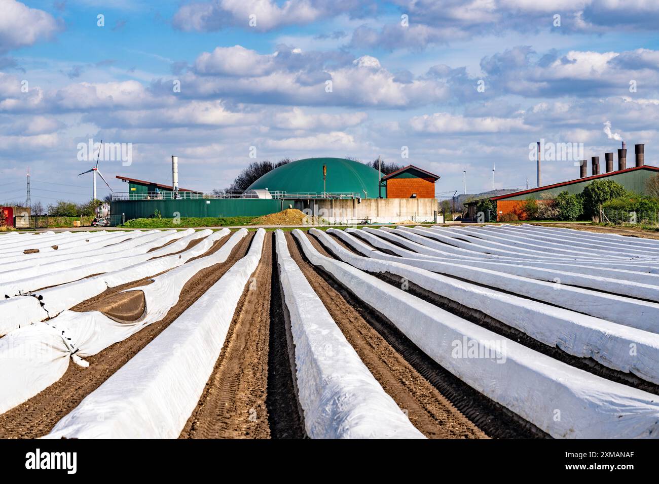 Asparagus fields, asparagus stems under foil, for faster growth, biogas ...