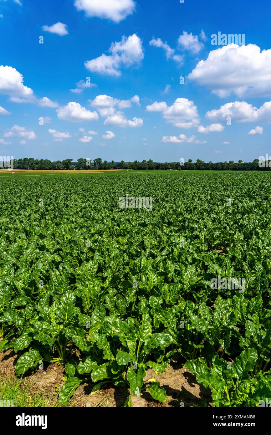Agriculture, field, field with sugar beet, early growth stage, vigorous ...