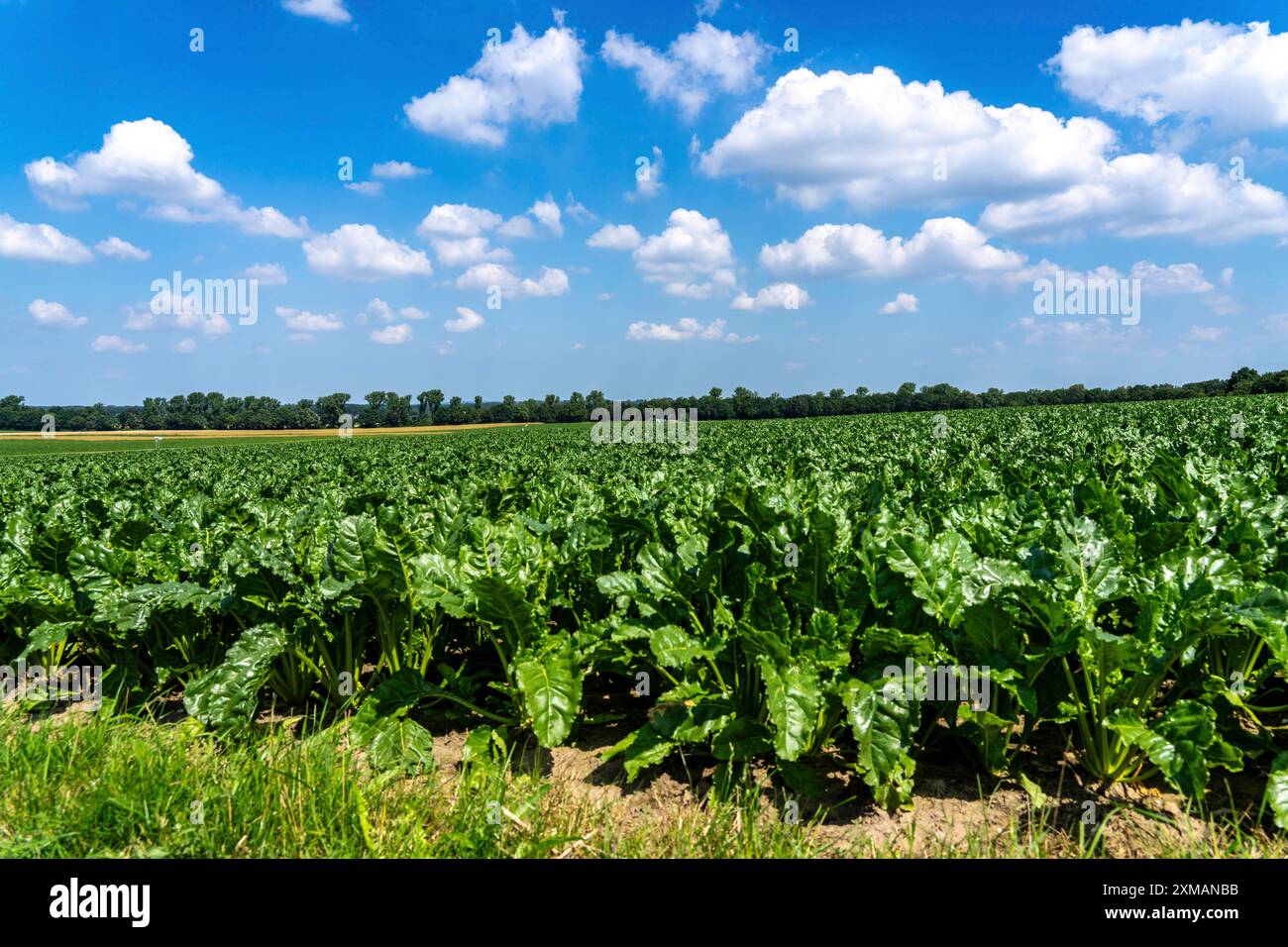 Agriculture, field, field with sugar beet, early growth stage, vigorous ...