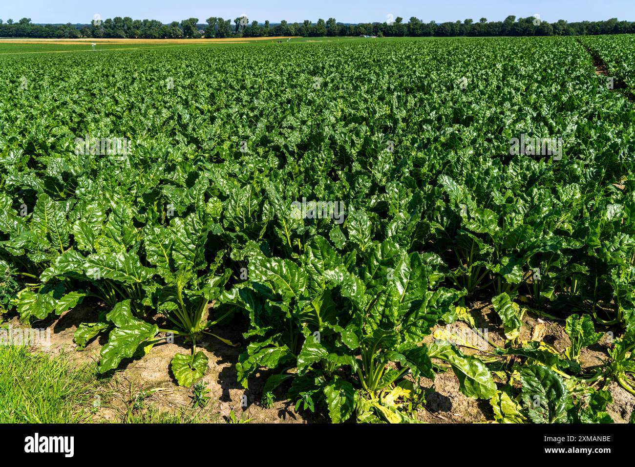 Agriculture, field, field with sugar beet, early growth stage, vigorous ...