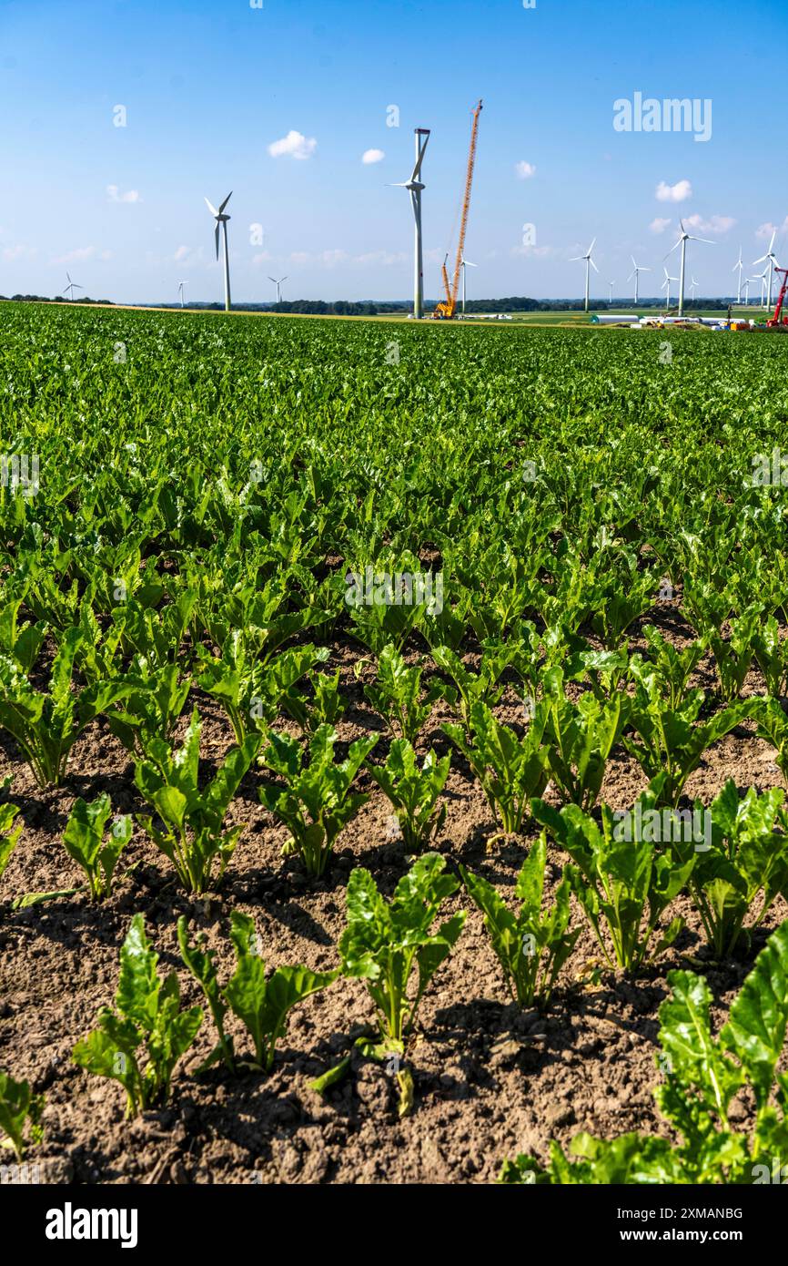 Agriculture, field, field with sugar beet, early growth stage, vigorous ...