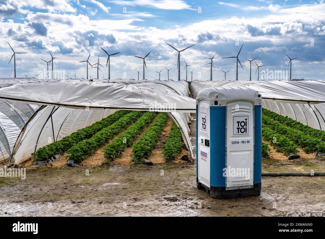 Agriculture, large areas with foil tunnel, for the cultivation of ...