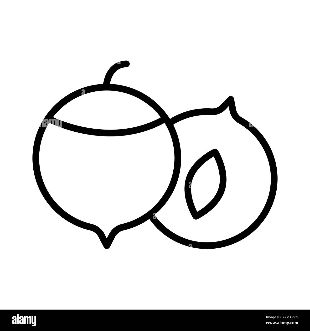 Hazelnut icon linear logo mark set collection in black and white for web Stock Vector Image ...