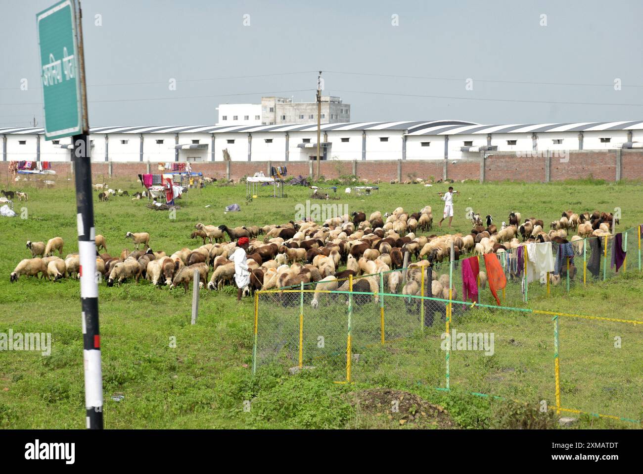 18-08-2023, Rajasthan, India. sheep grazing on roadside grass ...