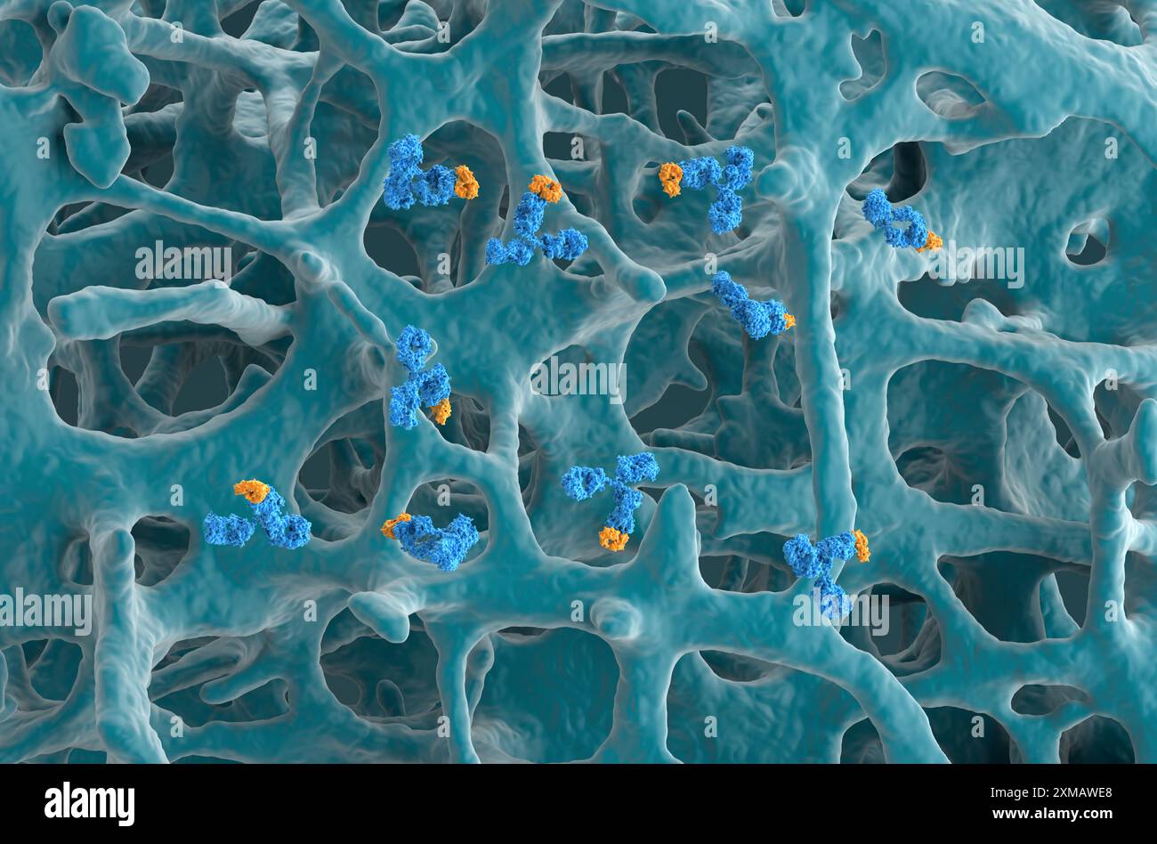 Monoclonal antibody therapy in Osteoporosis - isometric view 3d ...