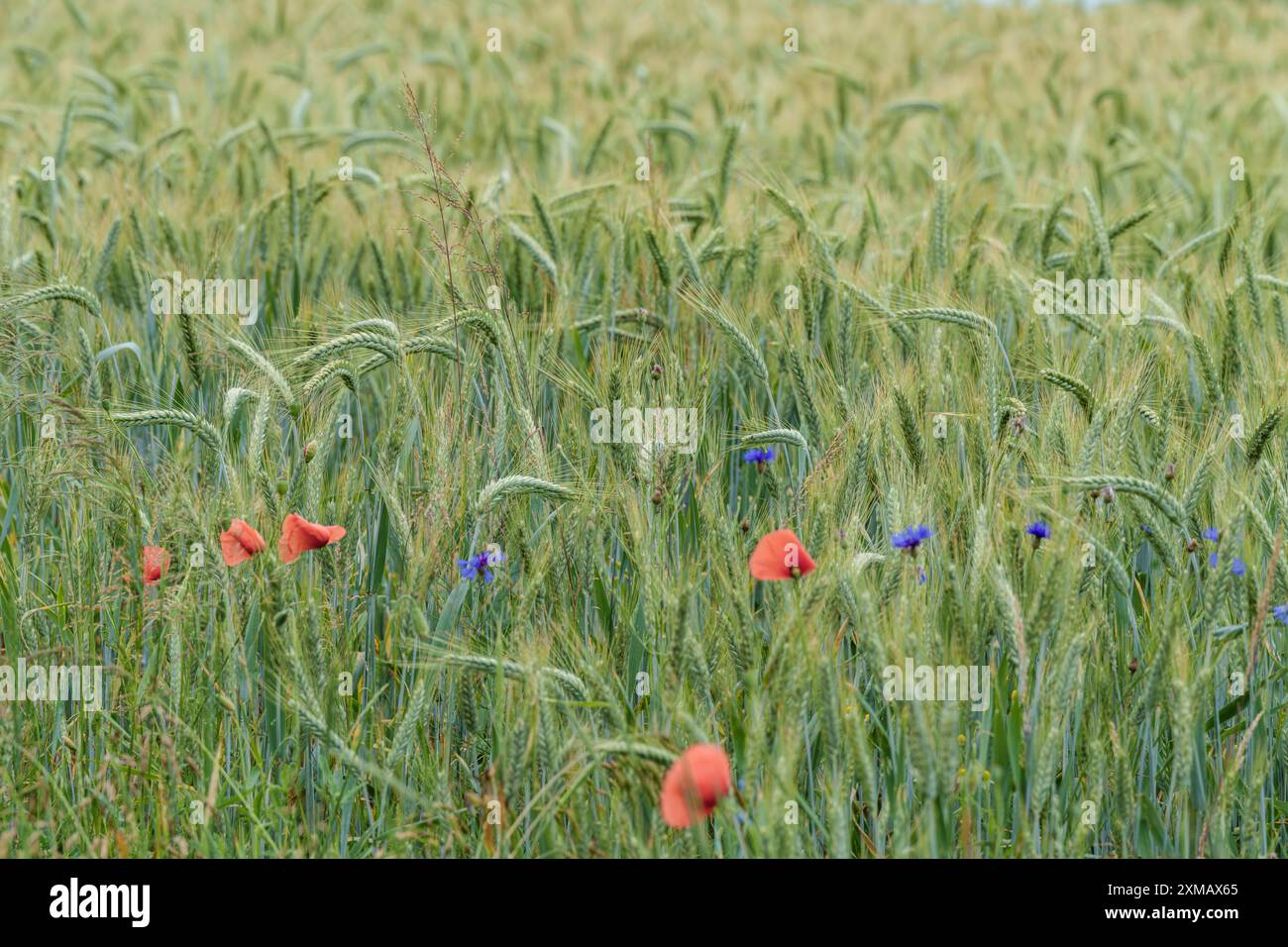 The meadow is full of diverse wildflowers in bright colors, creating a ...