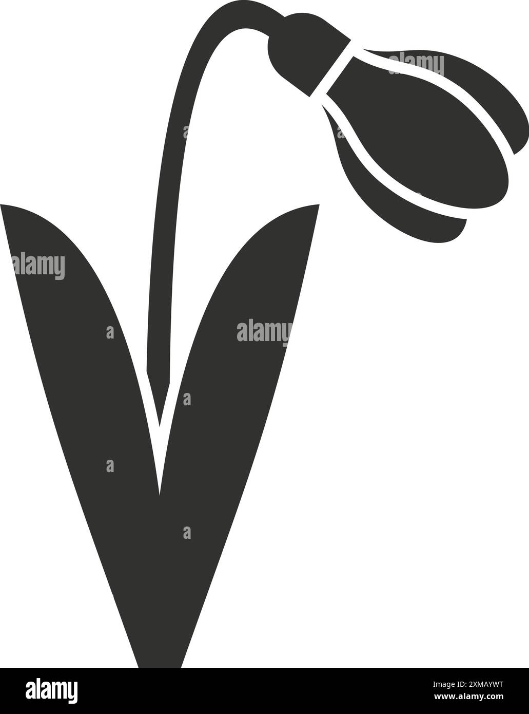 Snowdrop flower graphic black Black and White Stock Photos & Images - Alamy