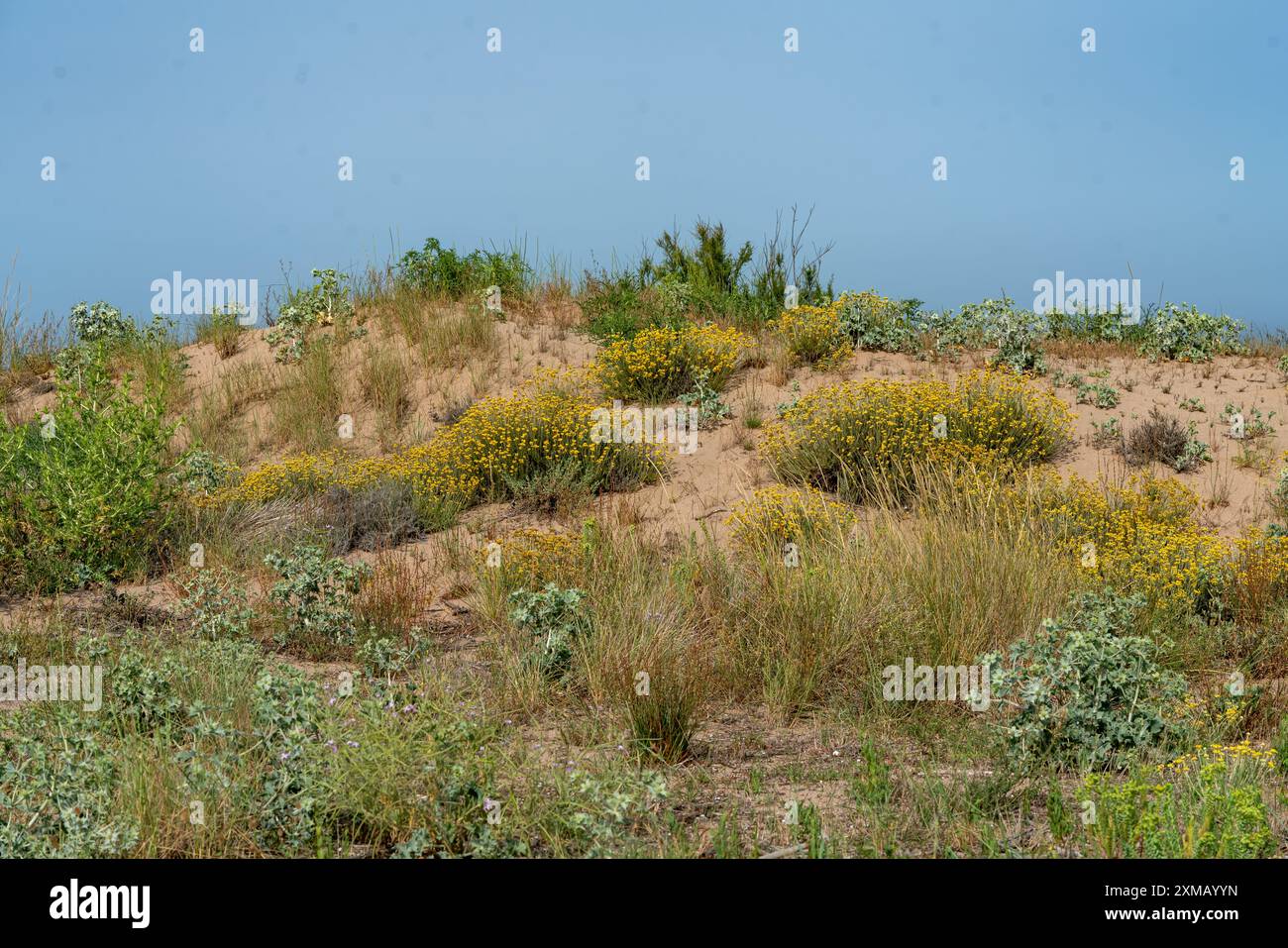 A tranquil beach sand dune with lush vegetation showcases nature's ...
