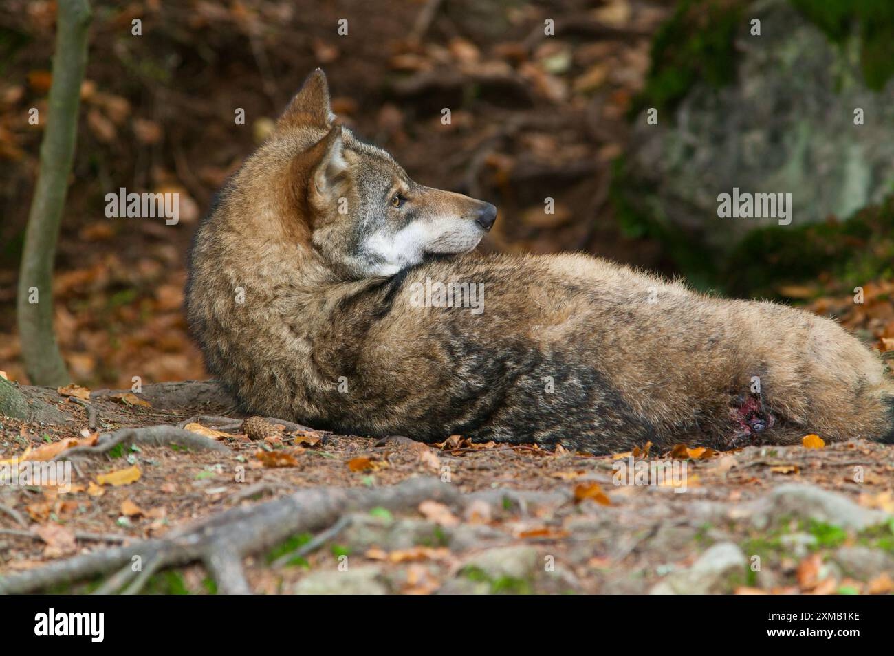 Florence wolf hi-res stock photography and images - Alamy