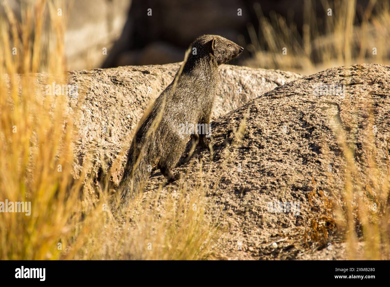 Bbiology hi-res stock photography and images - Alamy