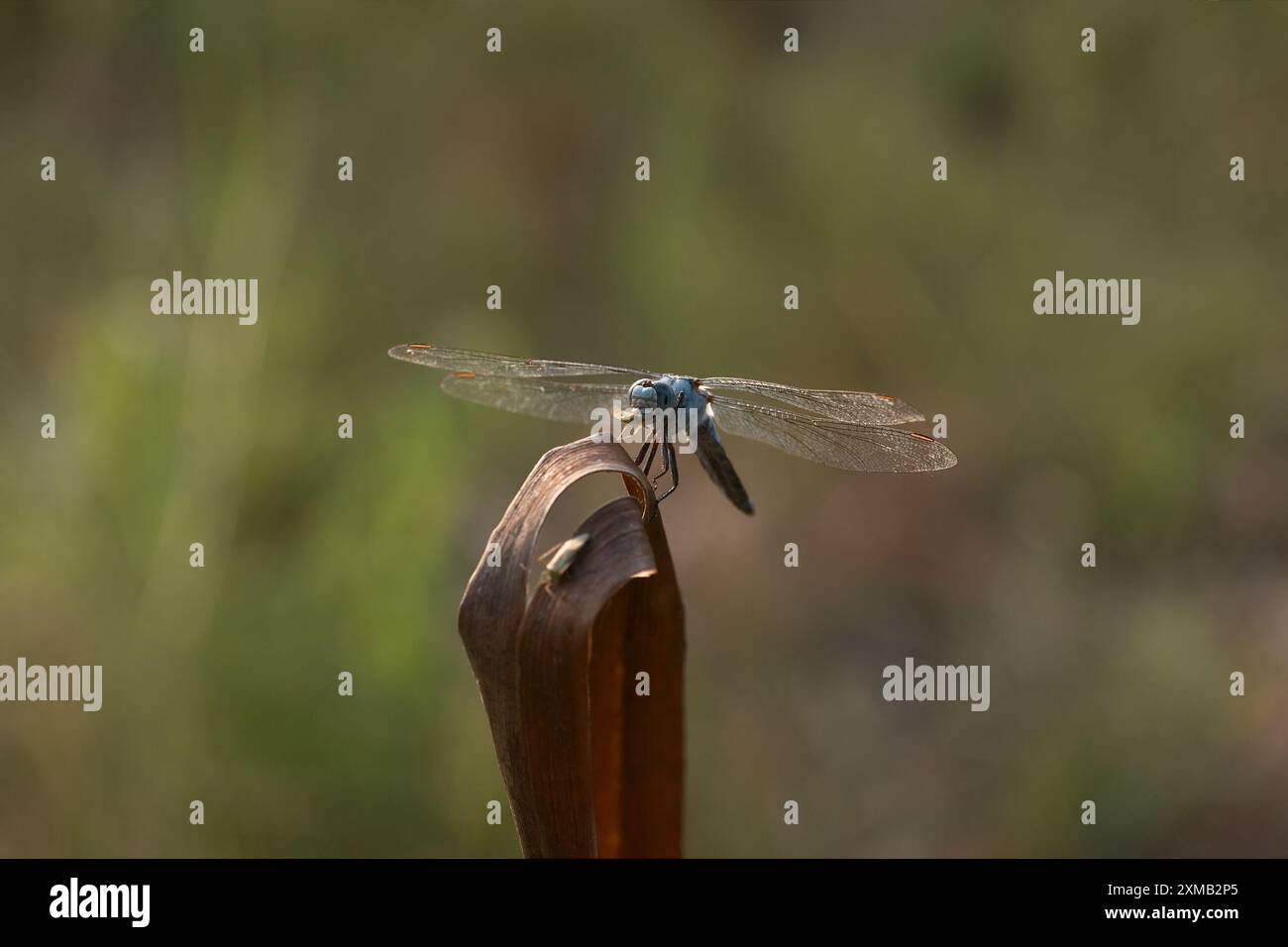 Dragonfly nymph under water hi-res stock photography and images - Alamy
