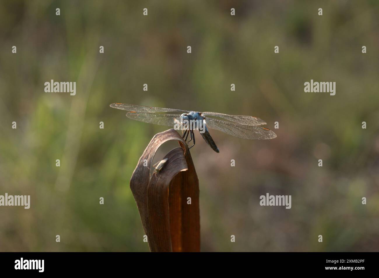 Dragonfly nymph under water hi-res stock photography and images - Alamy