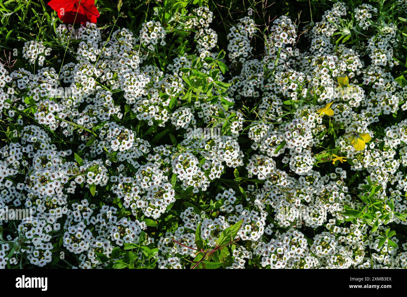 Beautiful white alyssum flowers hi-res stock photography and images - Alamy