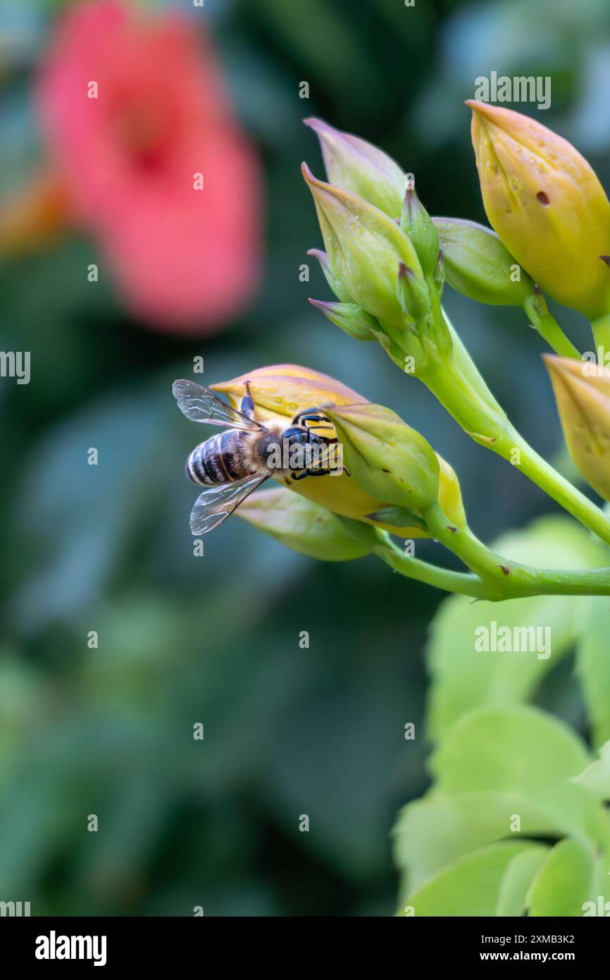 Malia Crete Greece, 7/20/24 - The bee collects nectar from flowers with ...