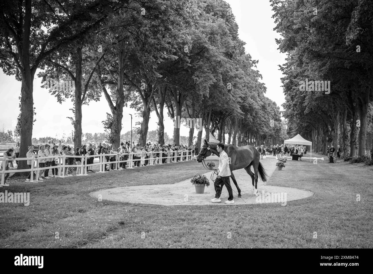 Paris olympics 2024 horse Black and White Stock Photos & Images - Alamy