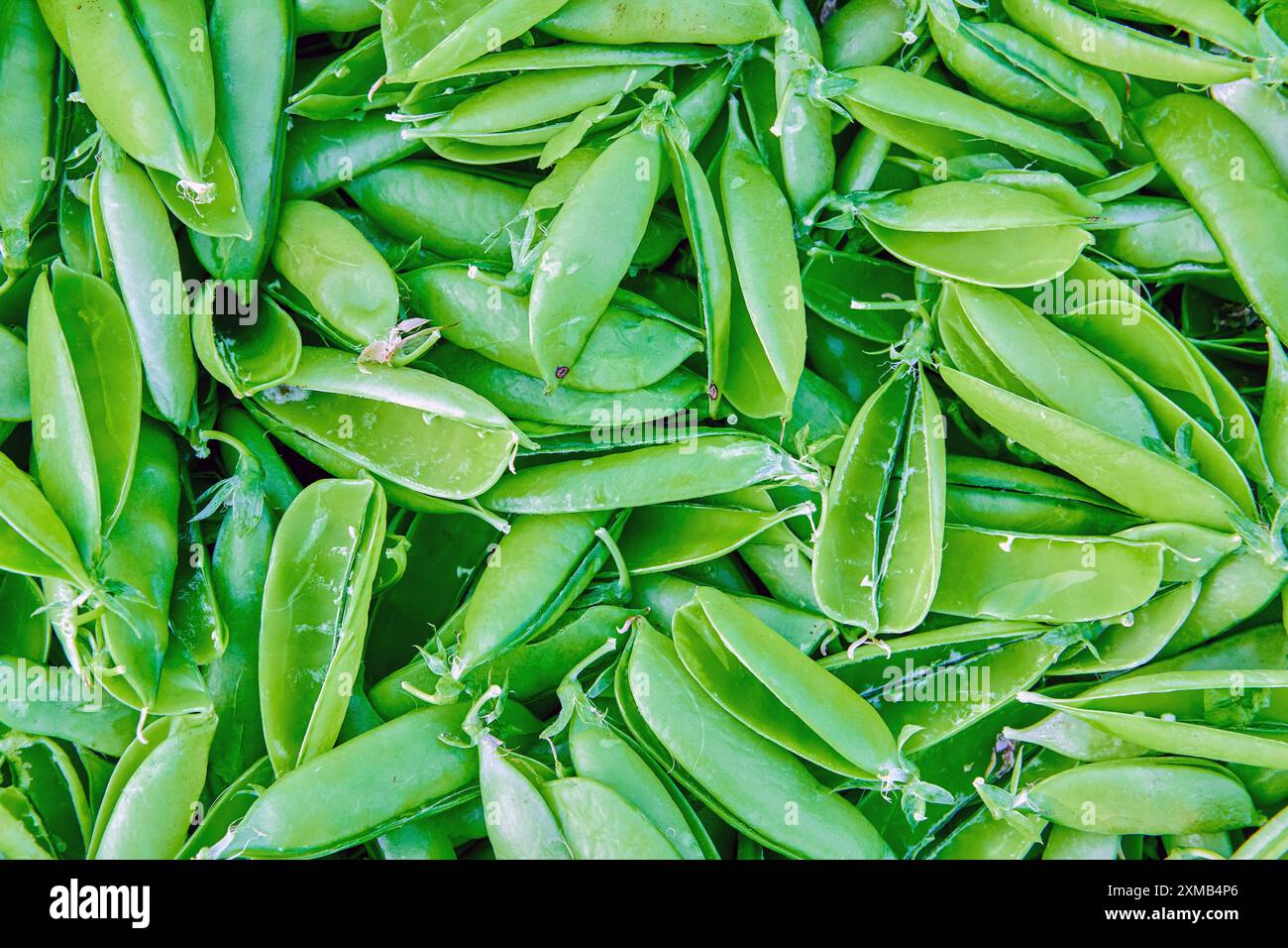 Pods of sweet garden peas after shelling, opened empty green pods Stock ...