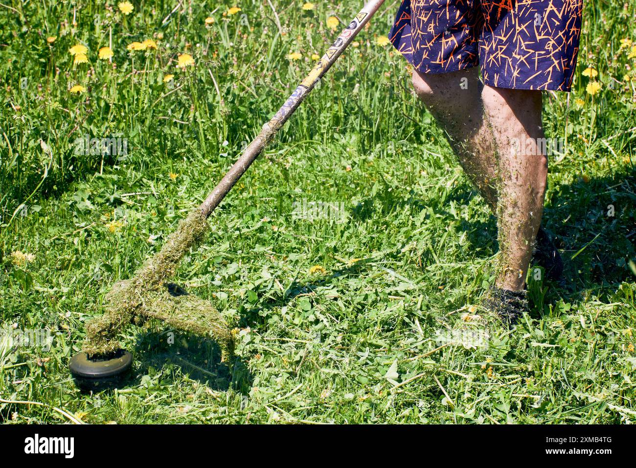 Man in shorts uses weed trimmer, his legs covered in shredded grass ...