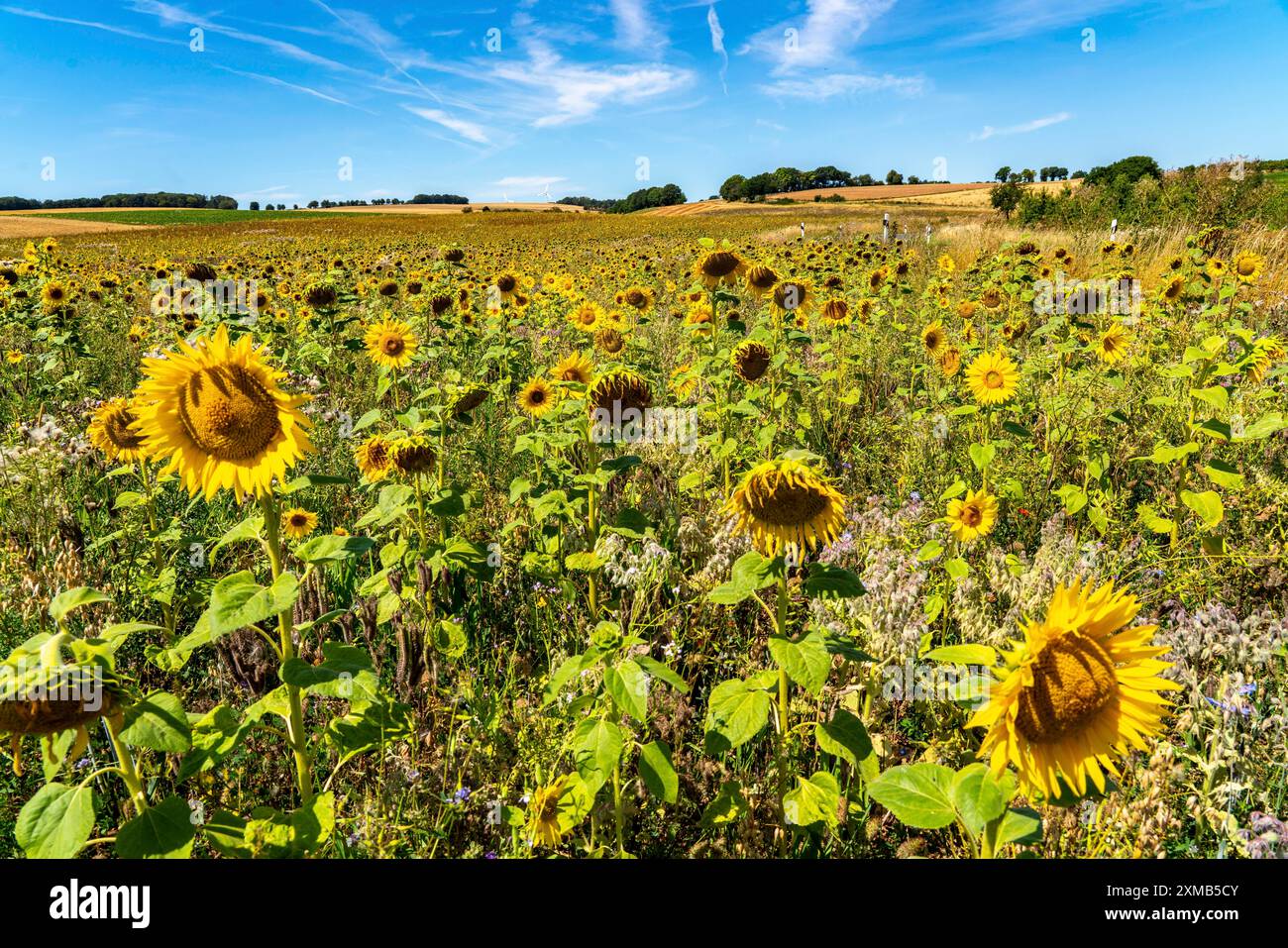 Sunflower field south-east of Nideggen, in the Rureifel, North Rhine ...