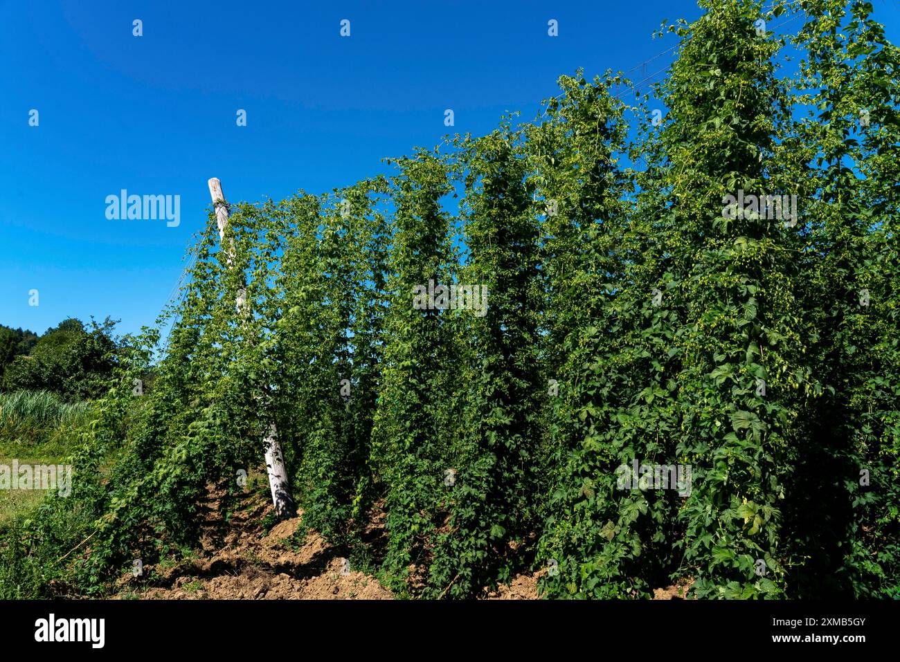 Hop growing area of the Bitburger brewery, Siegelhopfen, for the ...