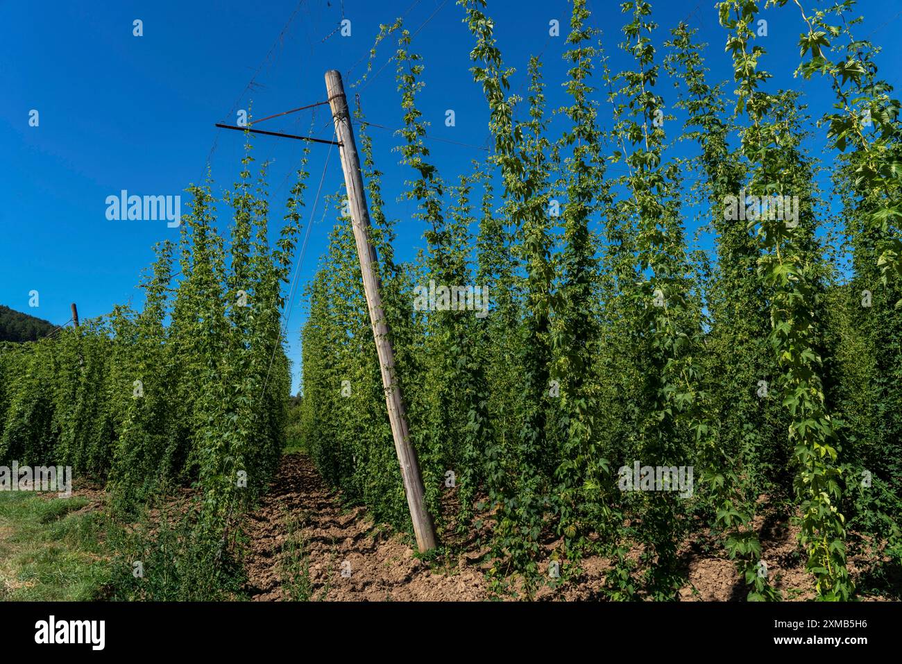 Hop growing area of the Bitburger brewery, Siegelhopfen, for the ...
