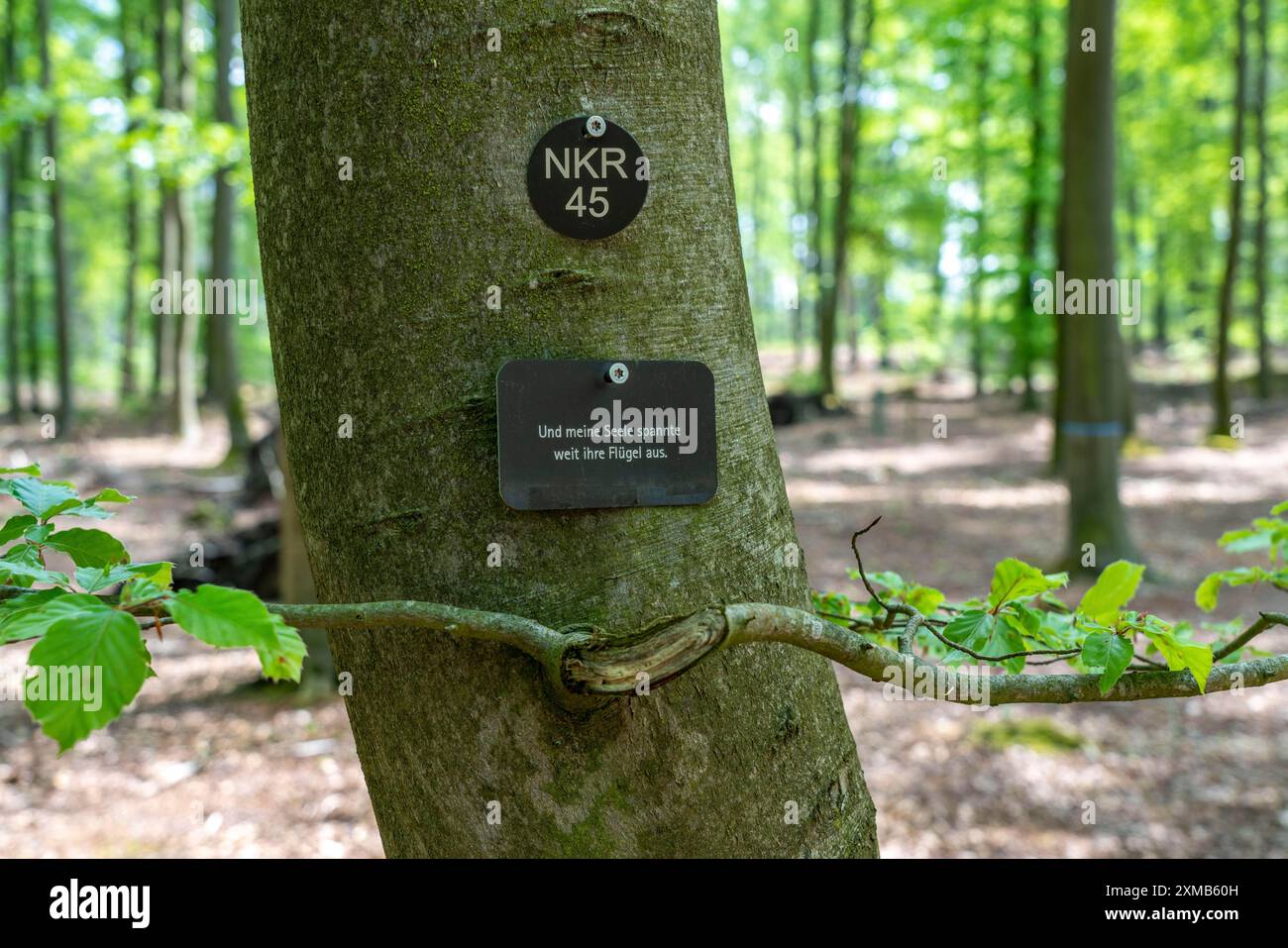 Cemetery forest, burial place in the forest, in biodegradable urns ...