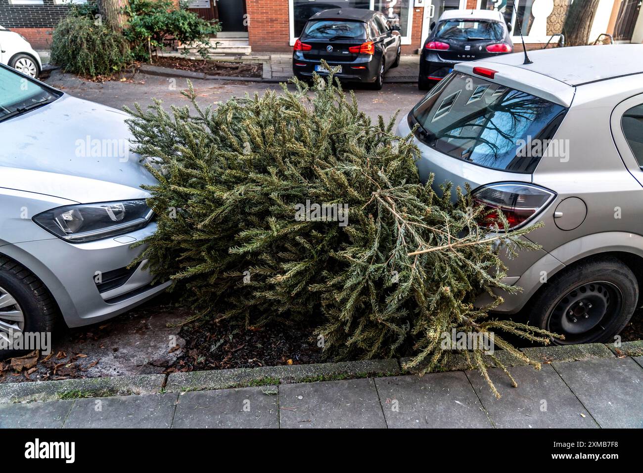 Christmas tree, dumped on the street between 2 parked cars after the ...