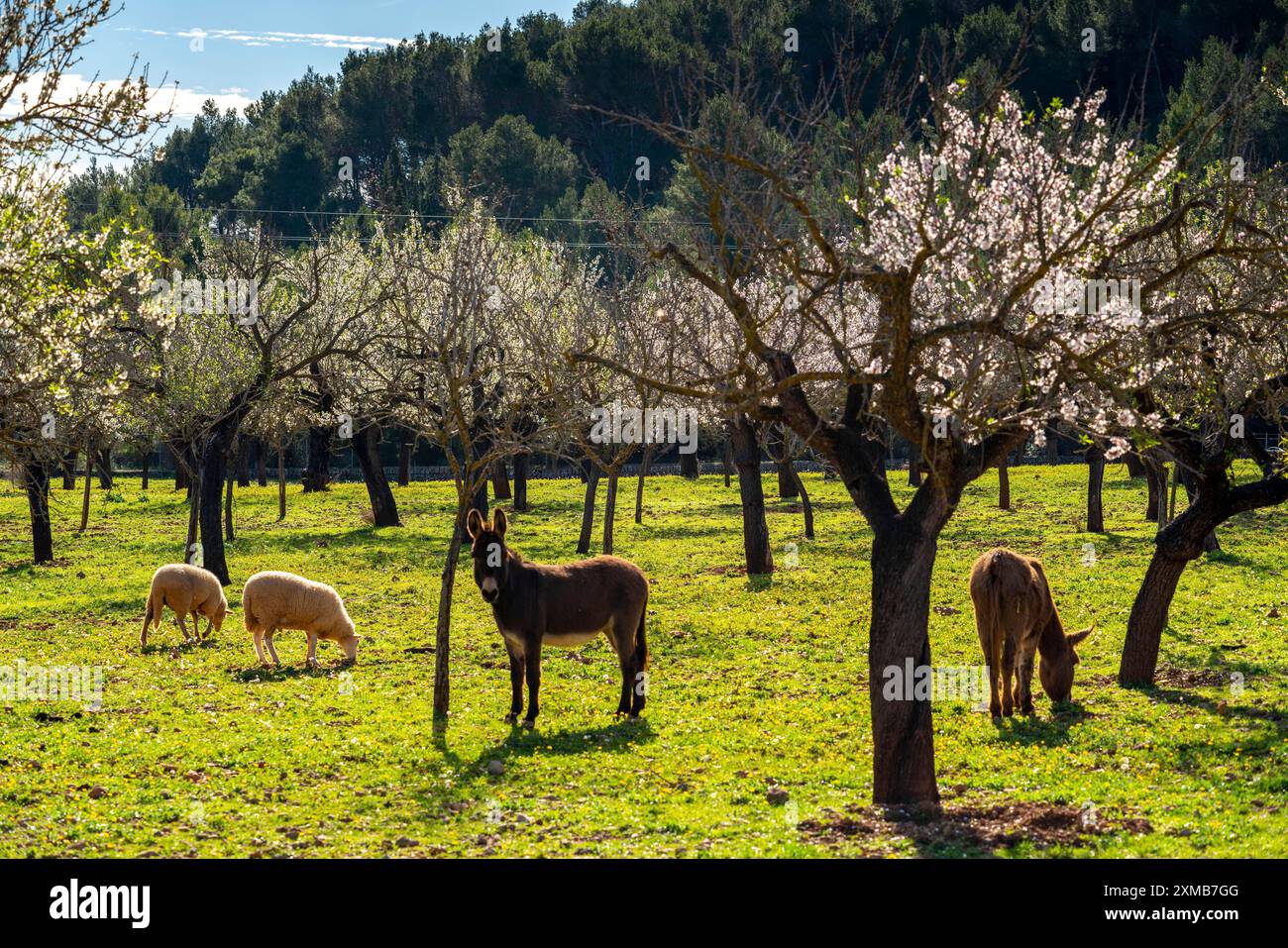 Almond blossom on Majorca, from January to March many hundreds of ...
