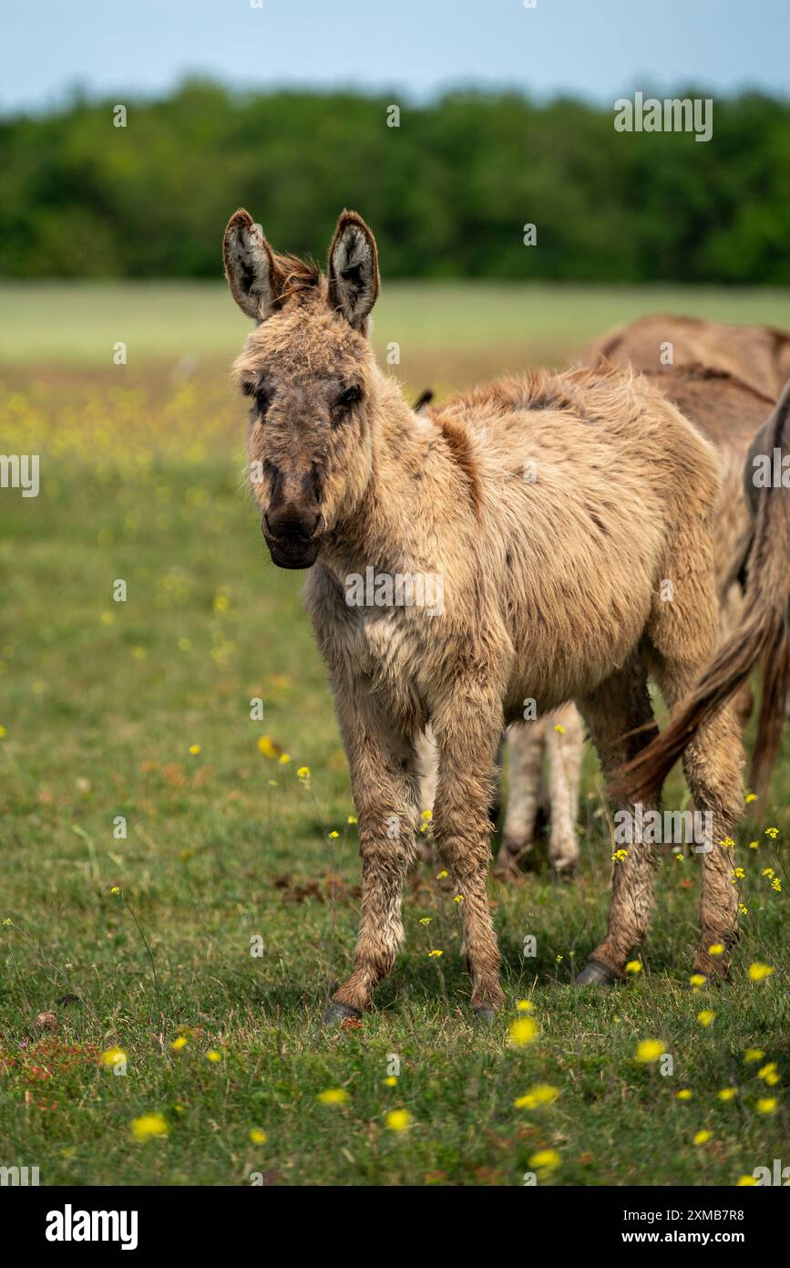Hungarian common donkey is in the green blooming field Stock Photo - Alamy