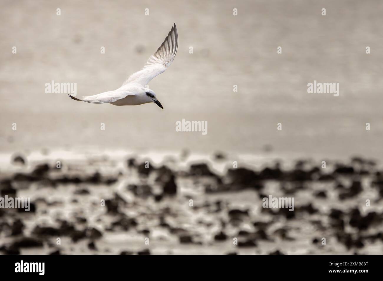 A Tern flying against the wind over a rocky shore at low tide Stock ...
