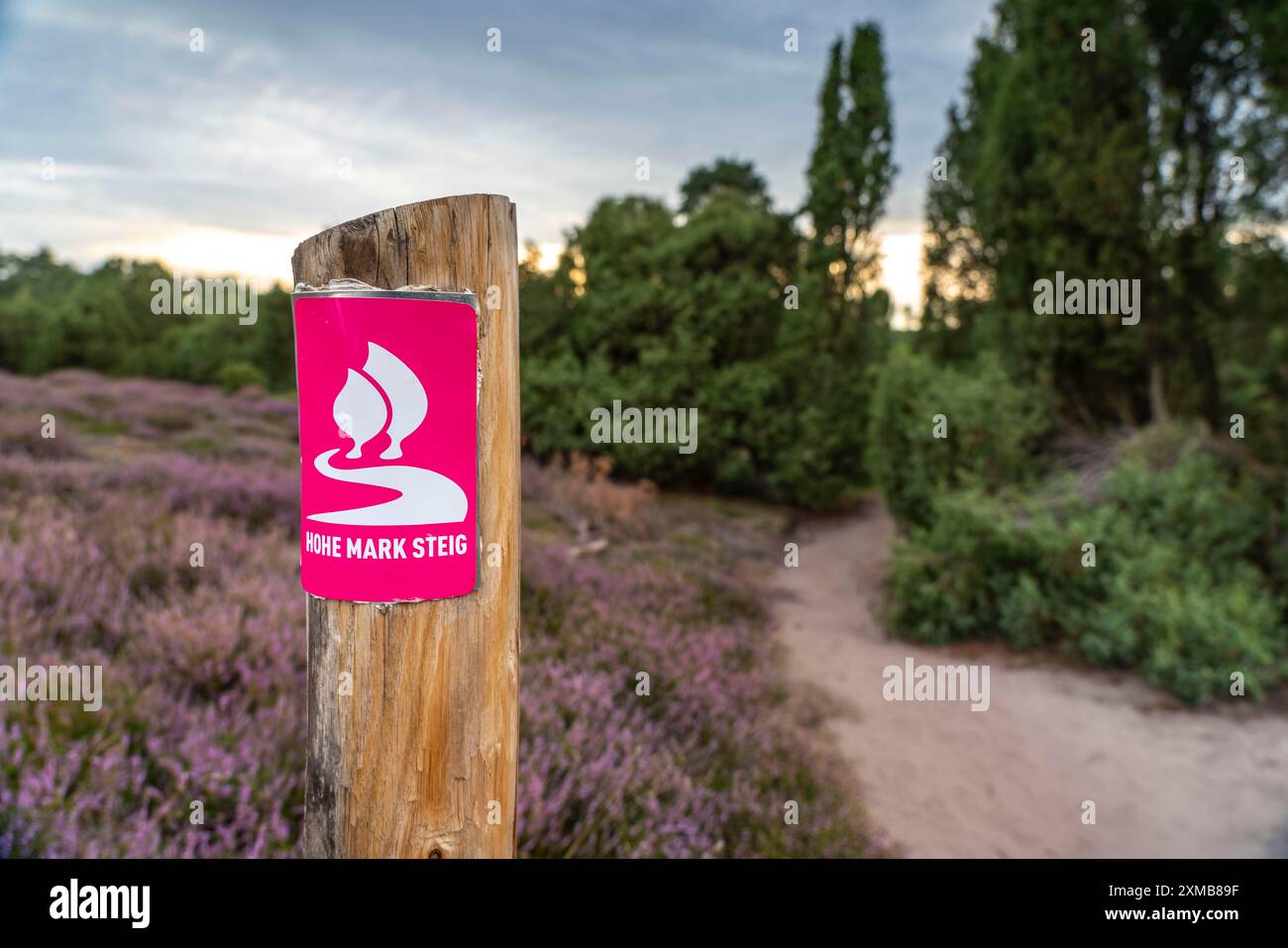 The Westruper Heide, in the Hohe Mark Westmuensterland nature park Park ...