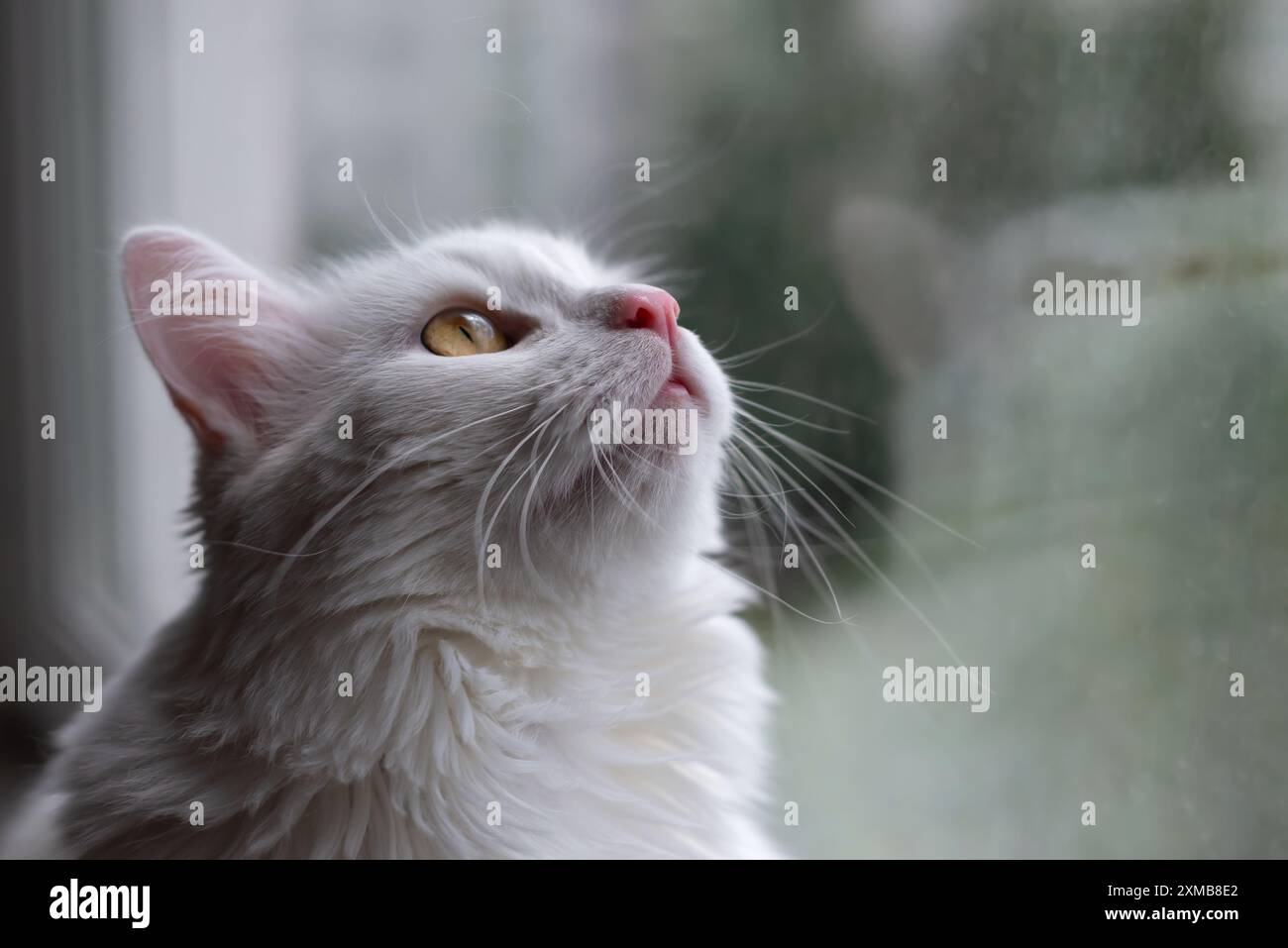 Portrait of cute turkish cat with brown eyes by the window. Soft fluffy ...