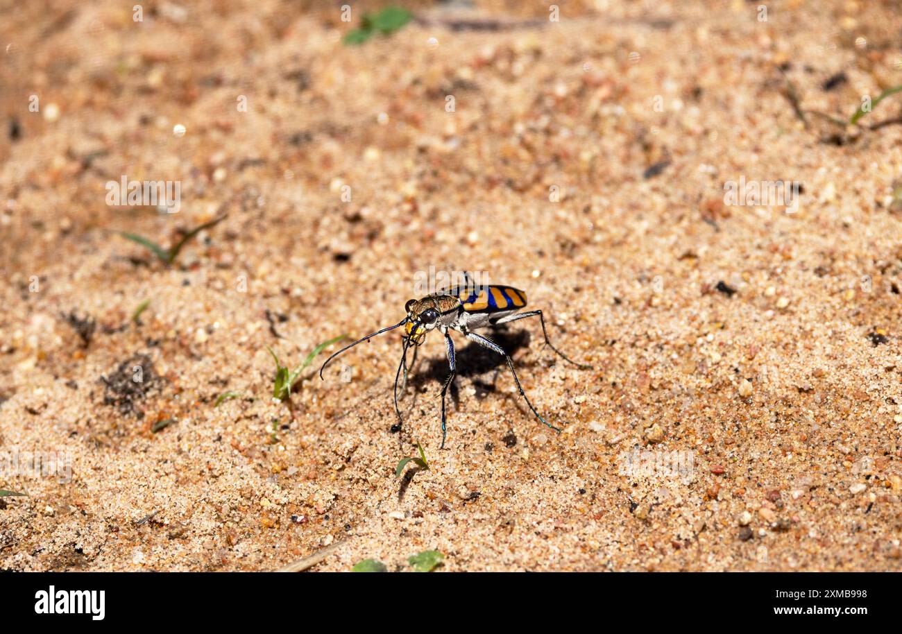 African riverine tiger beetle hi-res stock photography and images - Alamy