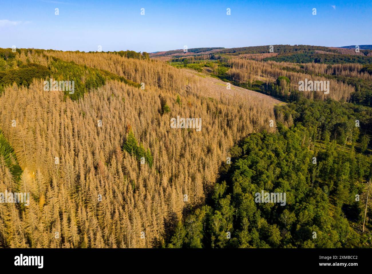Sauerland, forest dieback, dead spruce trees, caused by the bark beetle ...
